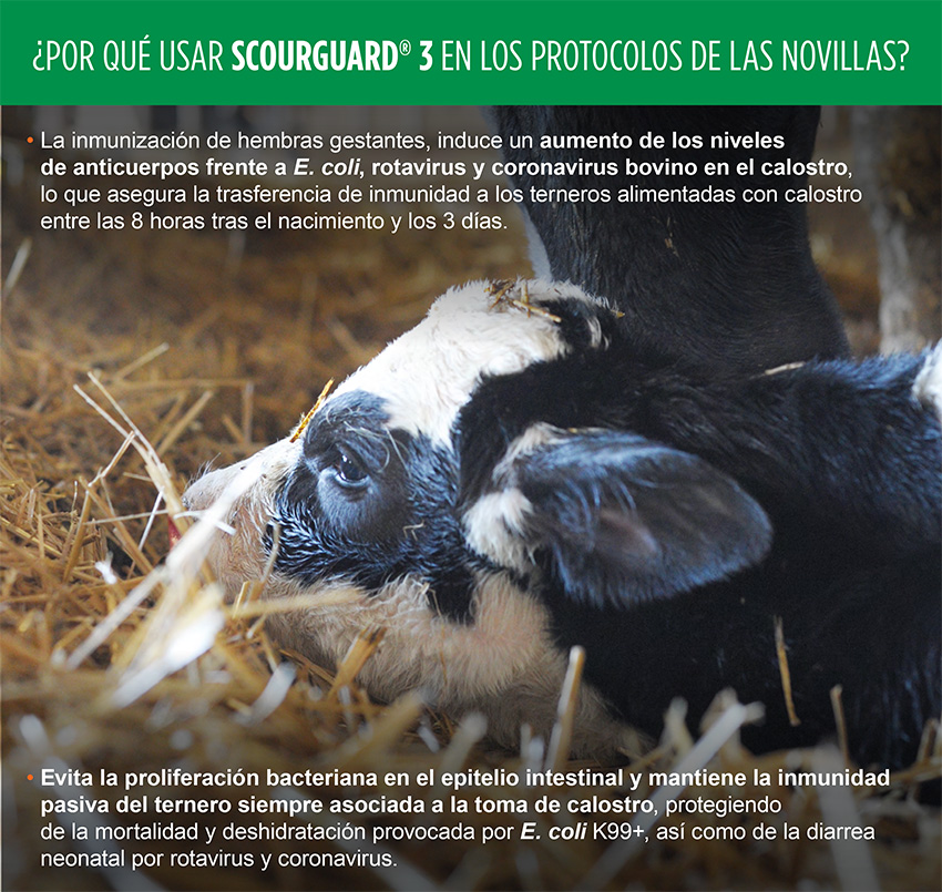 PRODUCTOS SCOURGUARD 3 | Zoetis ES