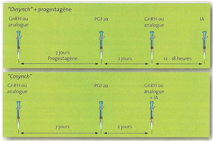 legende progestagène progestagen 7 jours 7 days gnrh ou analogue gnrh or