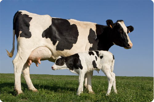 un dispositivo intravaginal en forma de t para el control del estro en ...